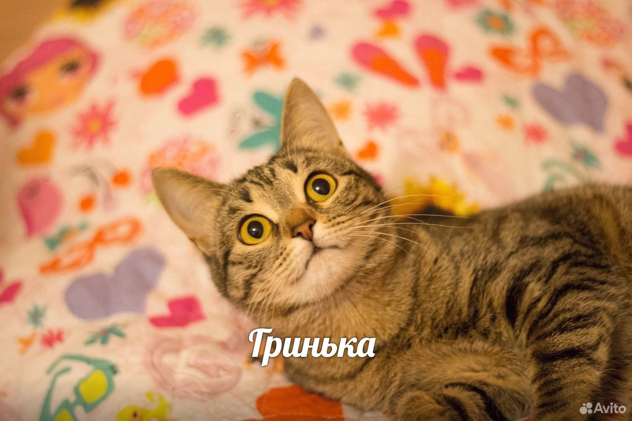 Полосатая мини-тигра