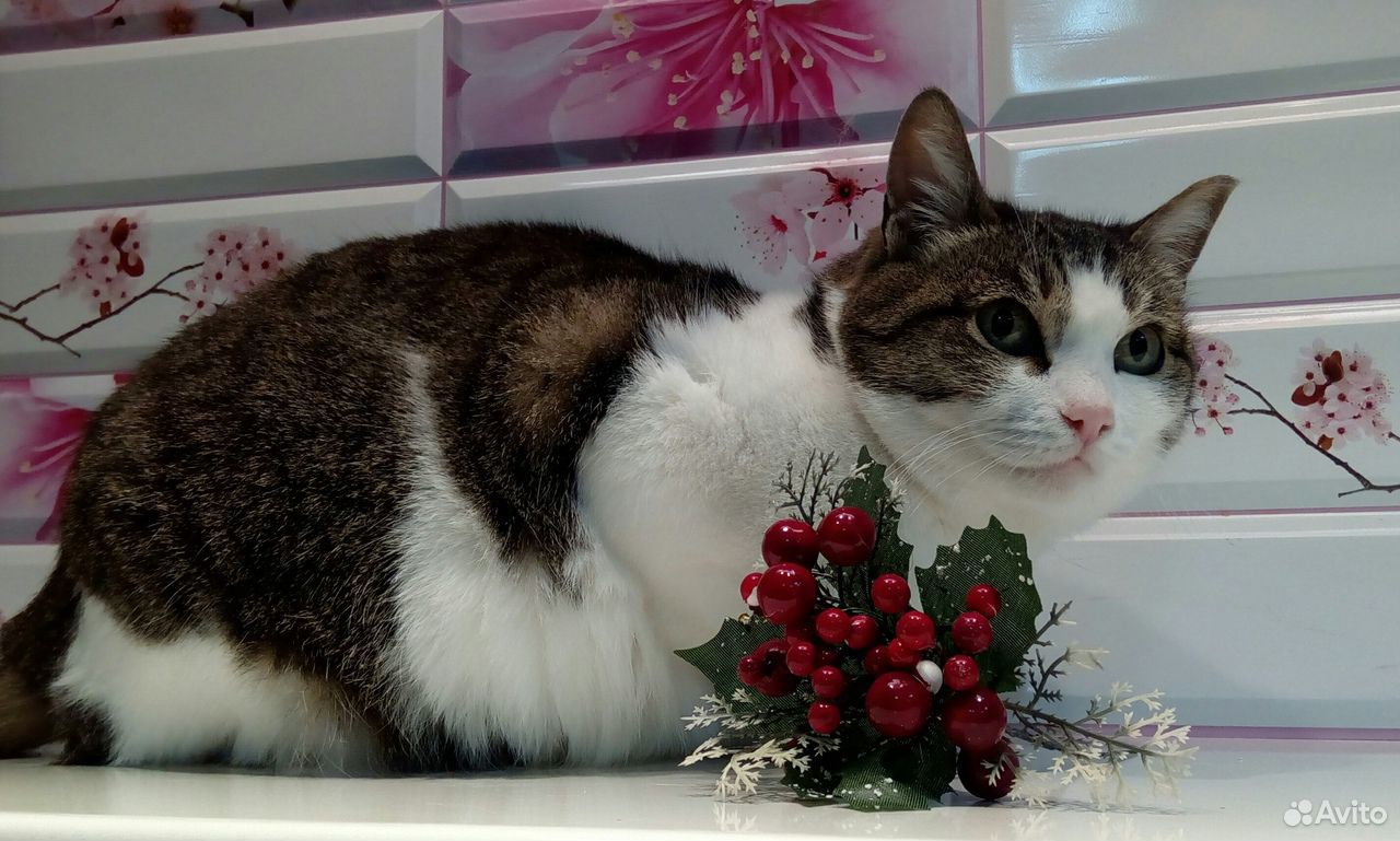 Ласковая Мурыся