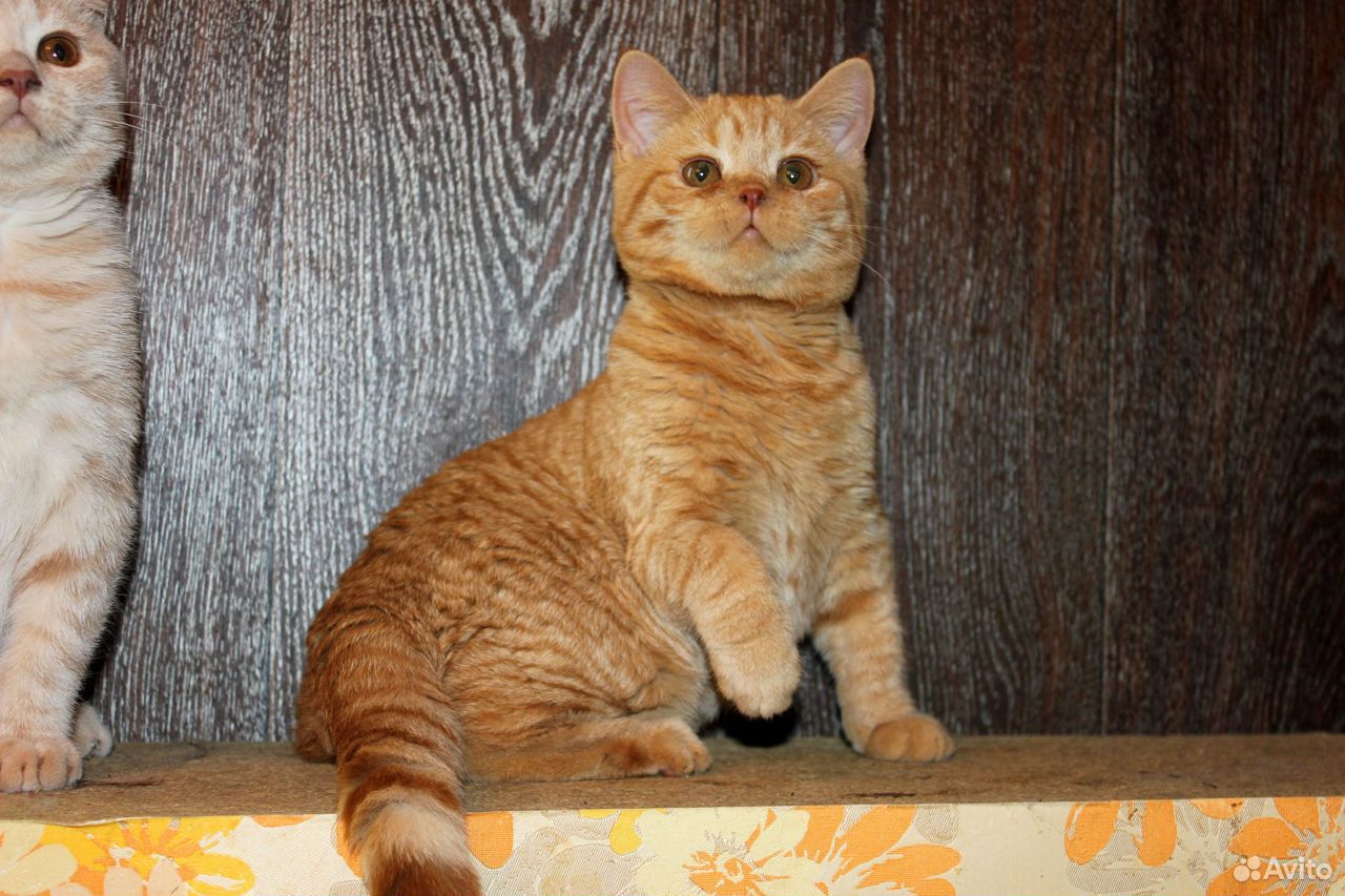 Хочу представиться Лёнчик