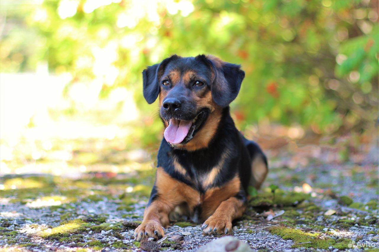 Собачка в добрую семью