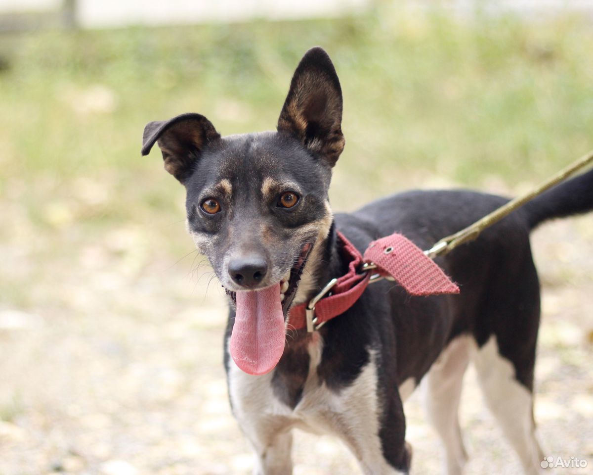 В добрые руки общительный молодой пёс Никос