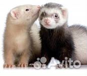 Домашние хоречки