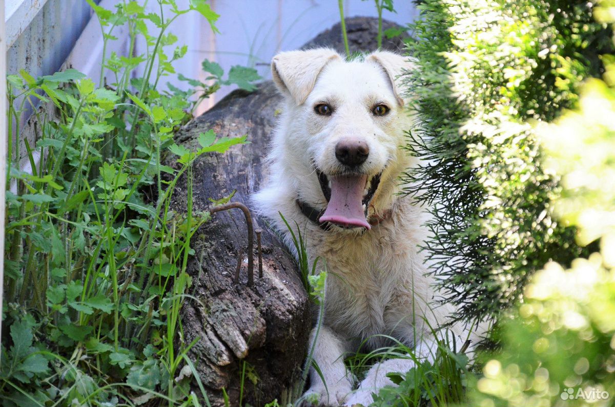 Отдам в добрые