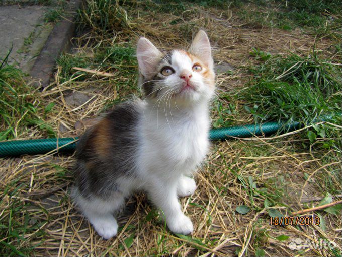 Котенок 3 месяца в добрые руки