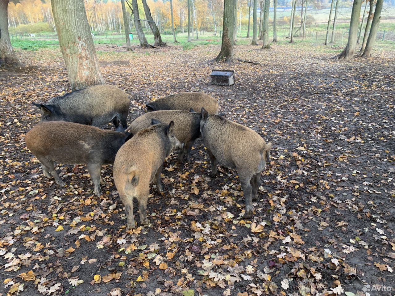 Кабаны дикие (вольерного содержания)