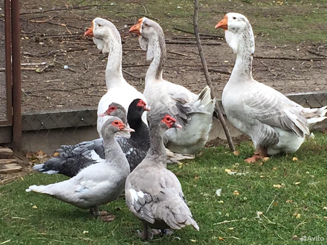 Жемчужные и синие мускусные утки и селезни