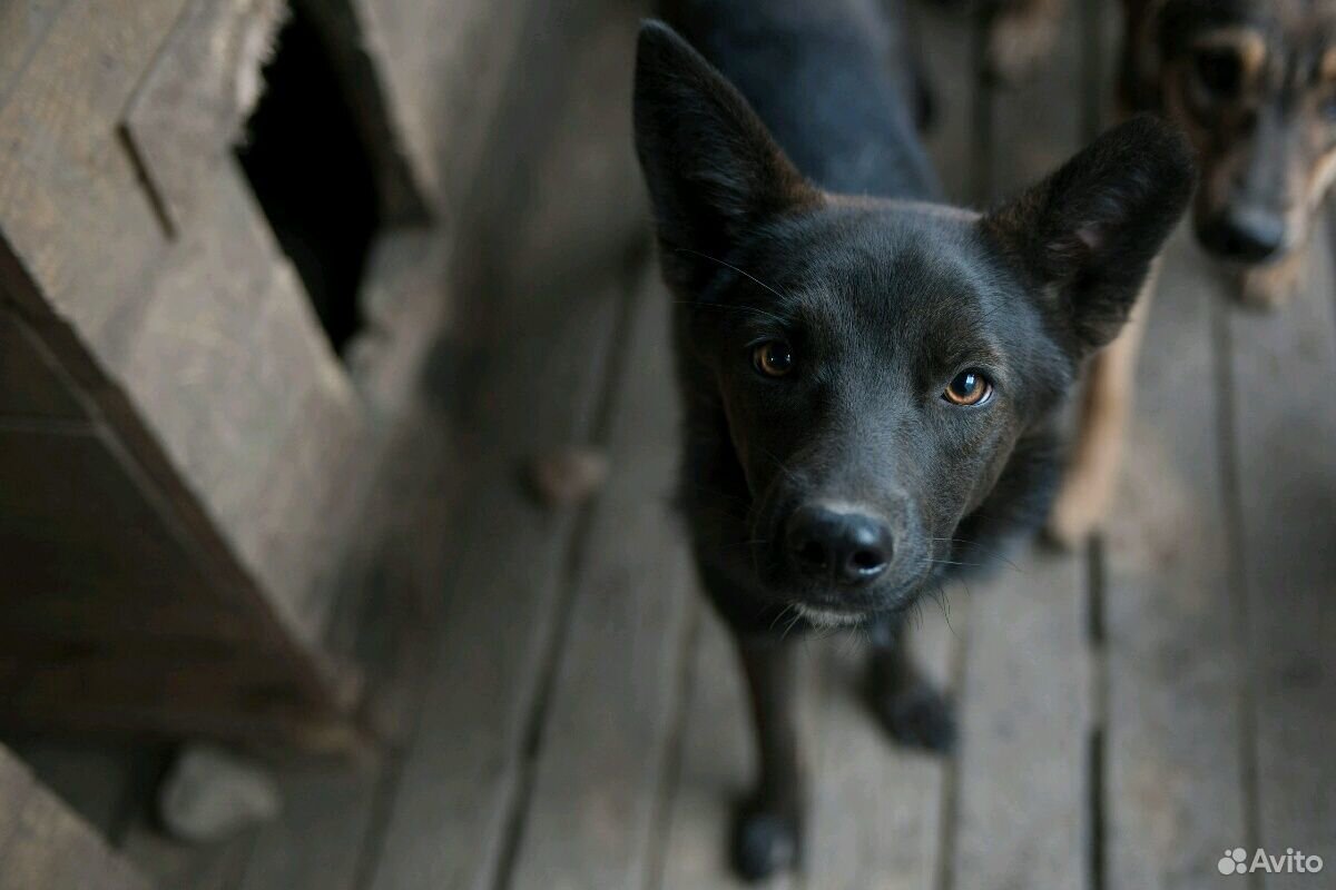 Ждёт своих родителей лиса Алиса