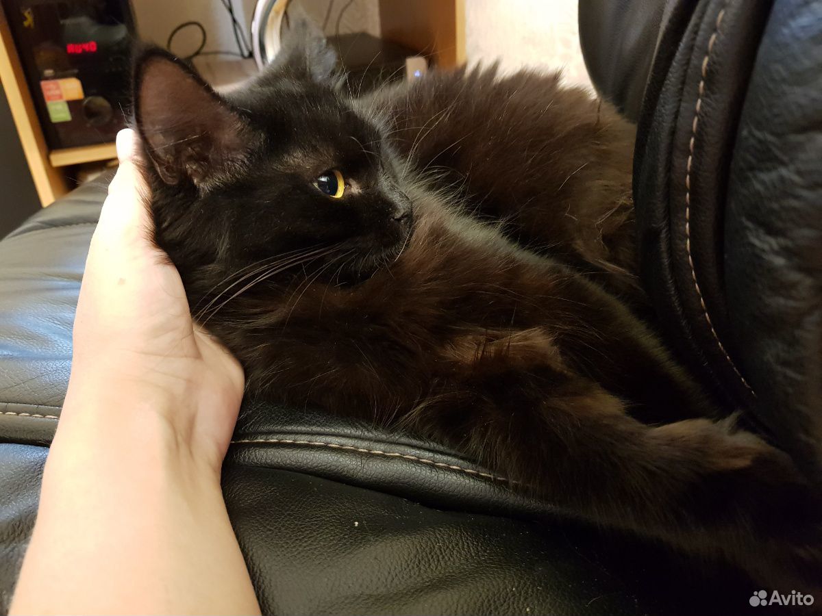 Домашняя кошка (1 Год). В добрые заботливые руки