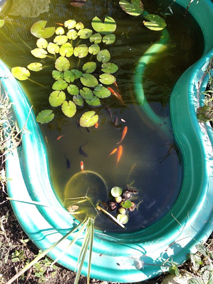 Декоративные рыбы для пруда