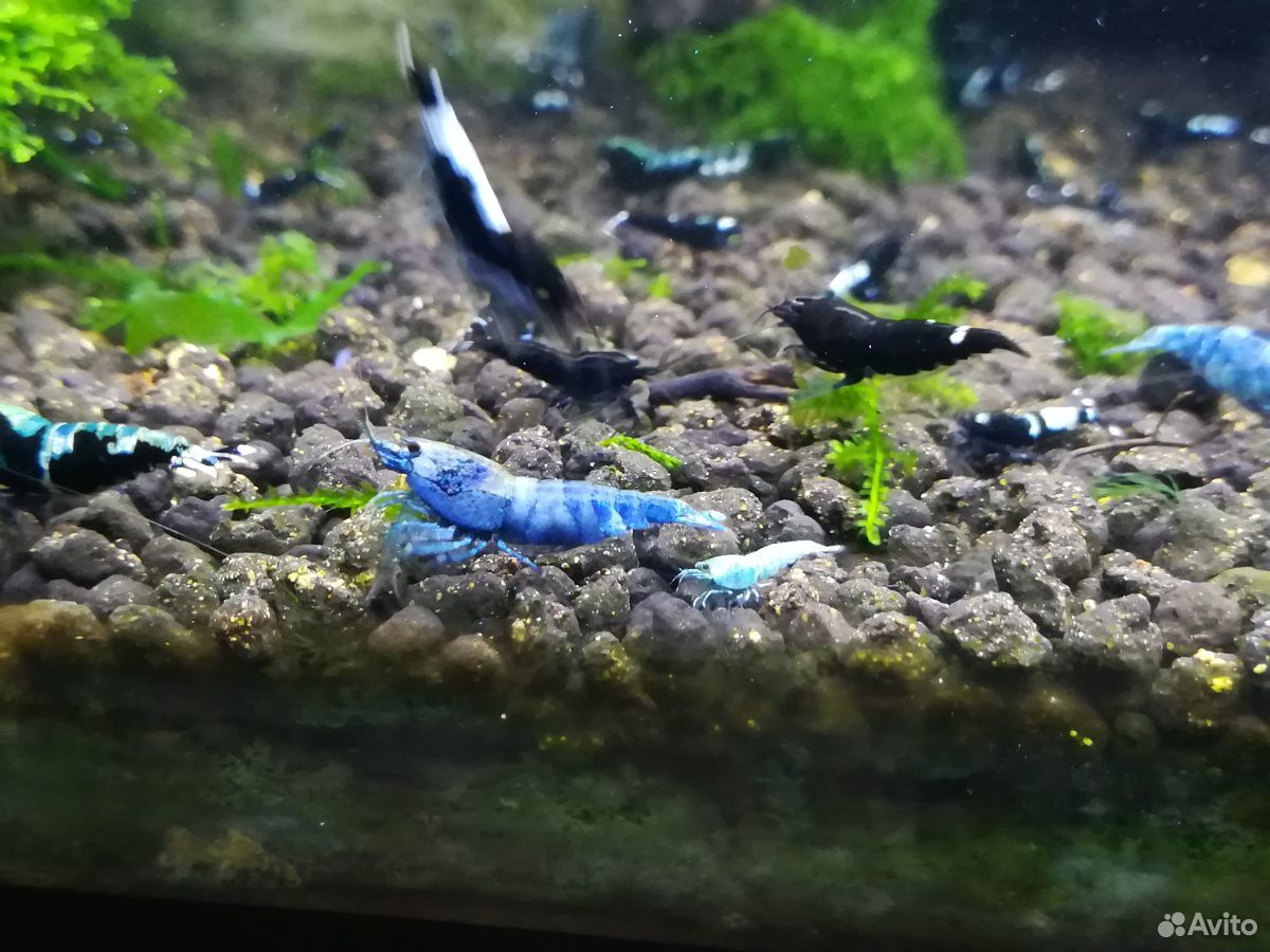 Caridina Blue bolt, креветки каридина Блю болт