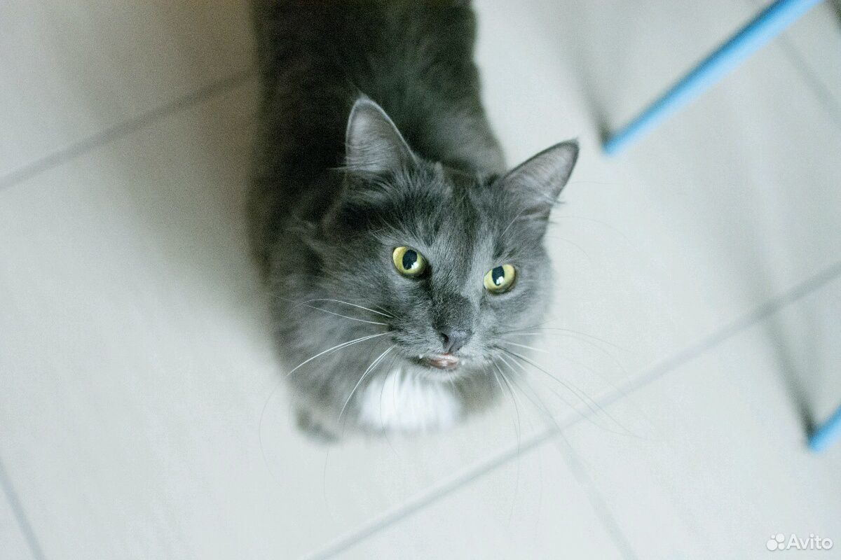 Кот Матиз в добрые руки