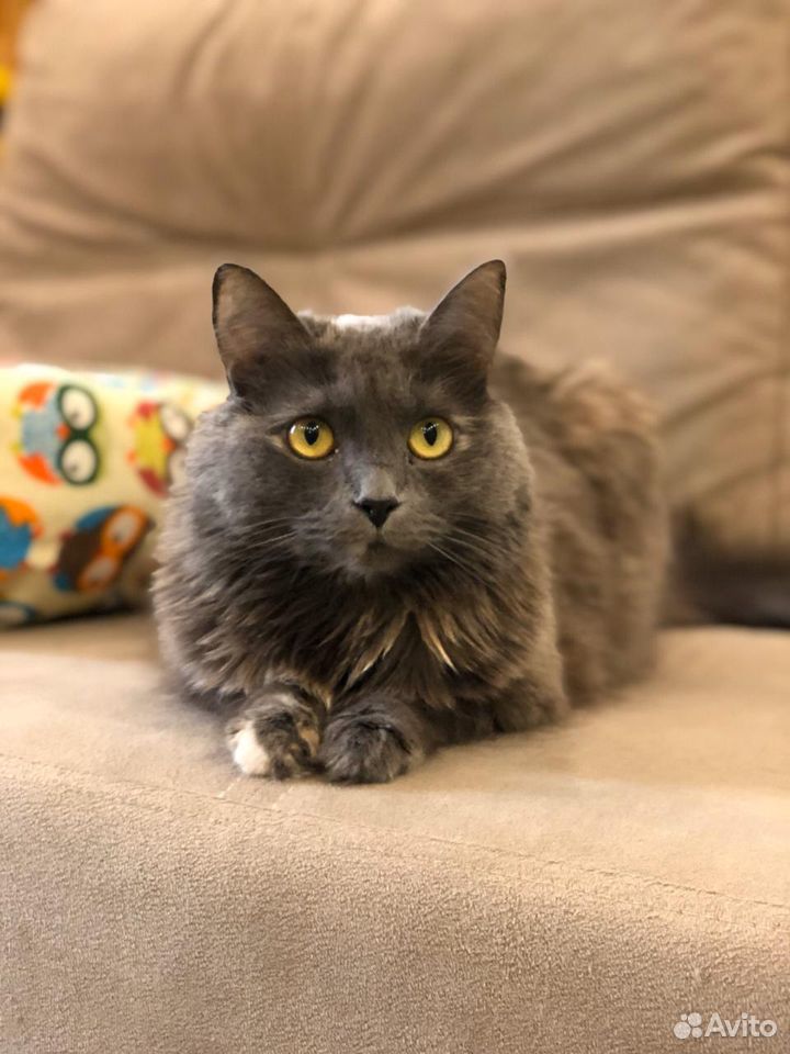 Серая кошка