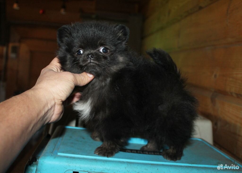 Помшпиц-Красота как она есть -Плюшкина дочь