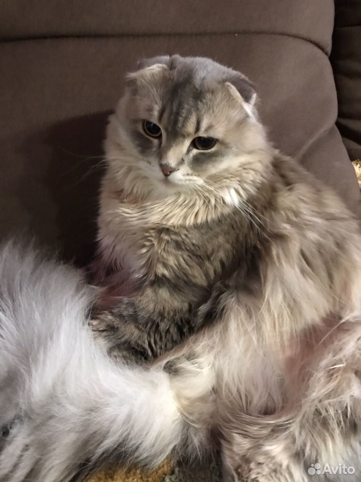 Кот ждёт в гости кошечку