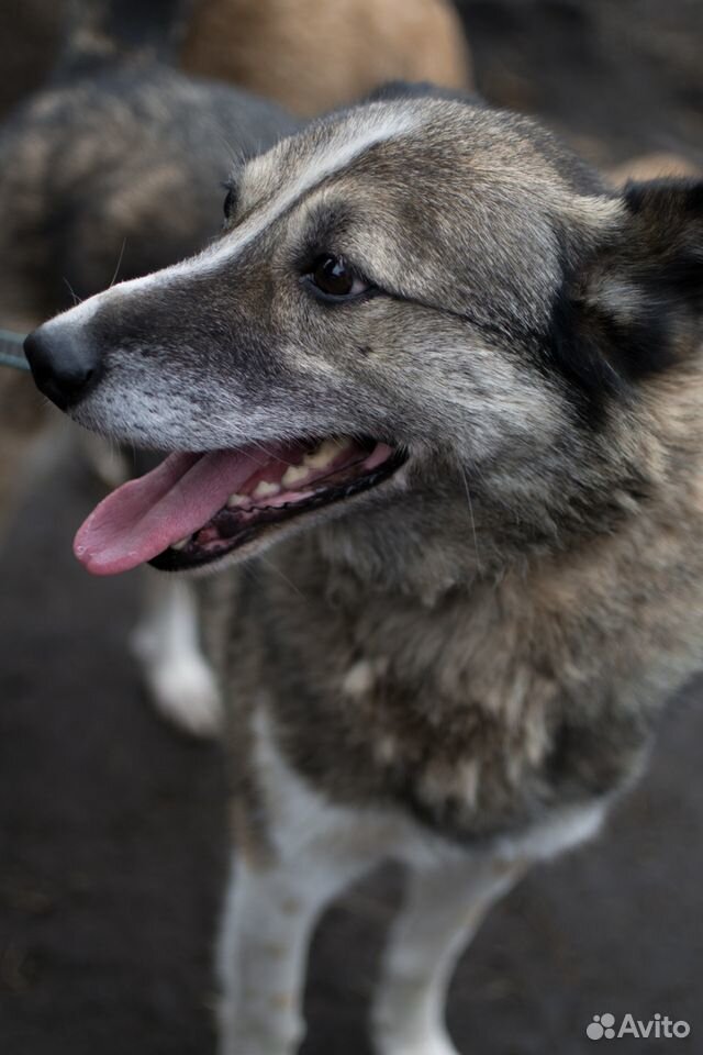 Замечательный молодой пес Афоня