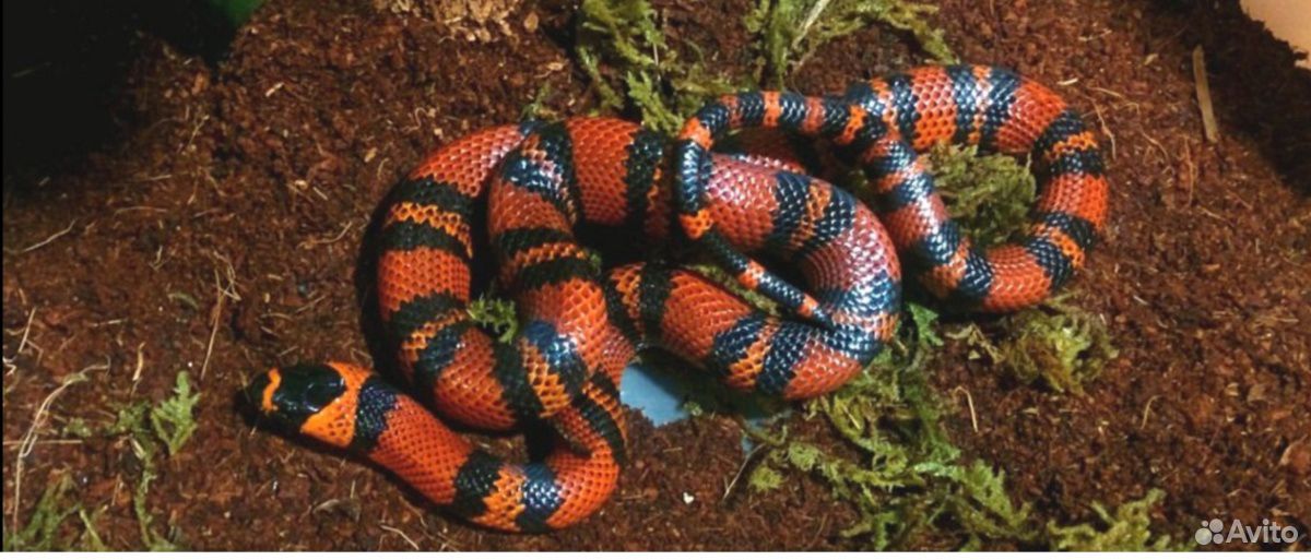 Гондурасская молочная змея Lampropeltis triangulum