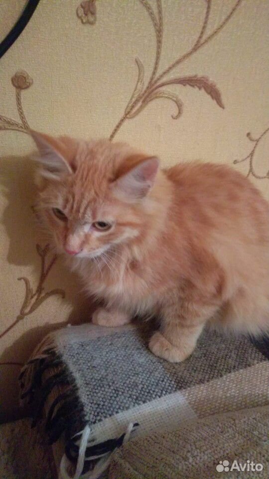 Отдаём котенка