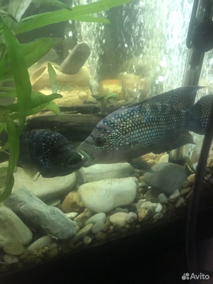 Восмиполосая цихлазома