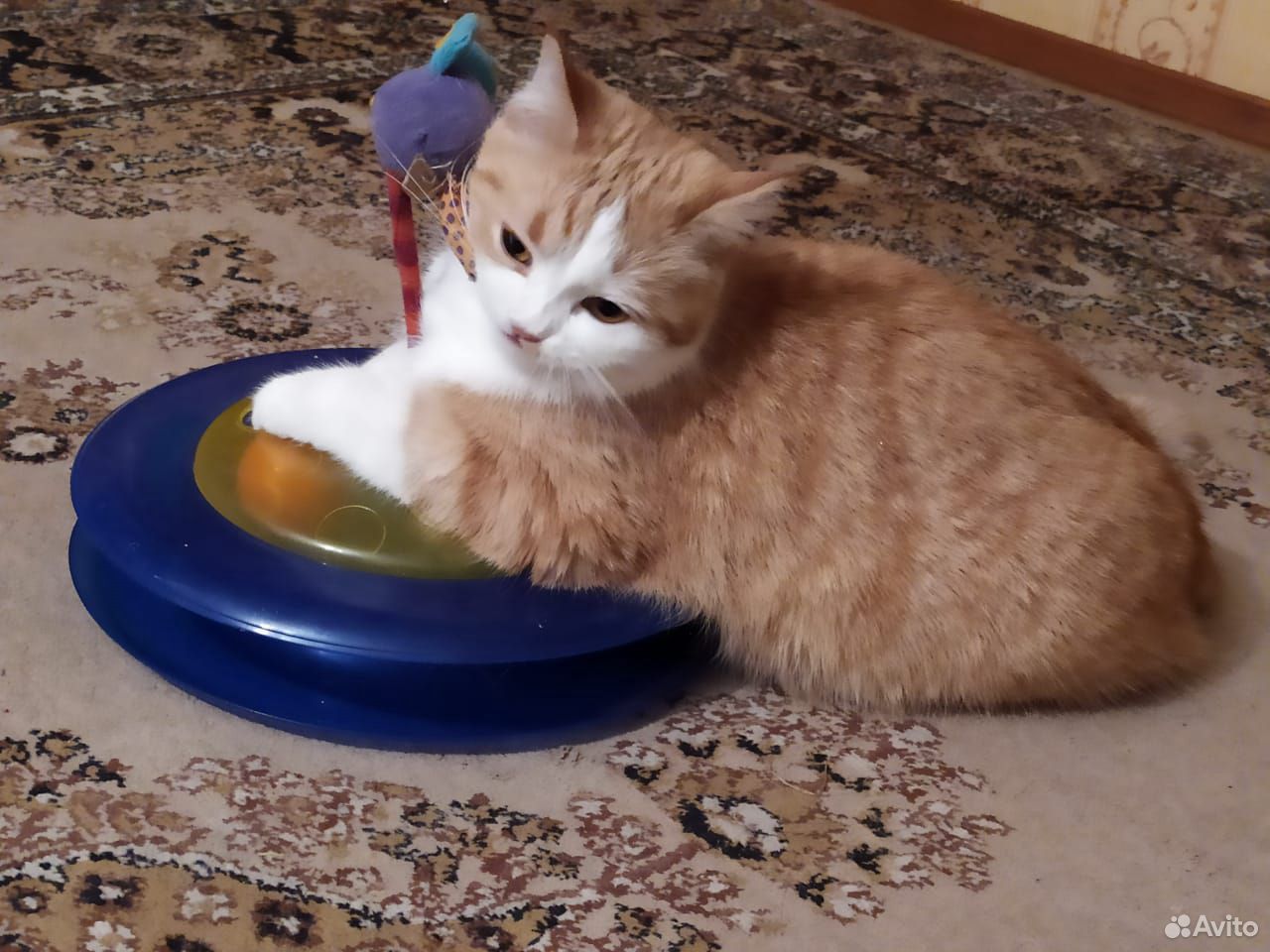 Марфушечка-душечка ждет хозяина