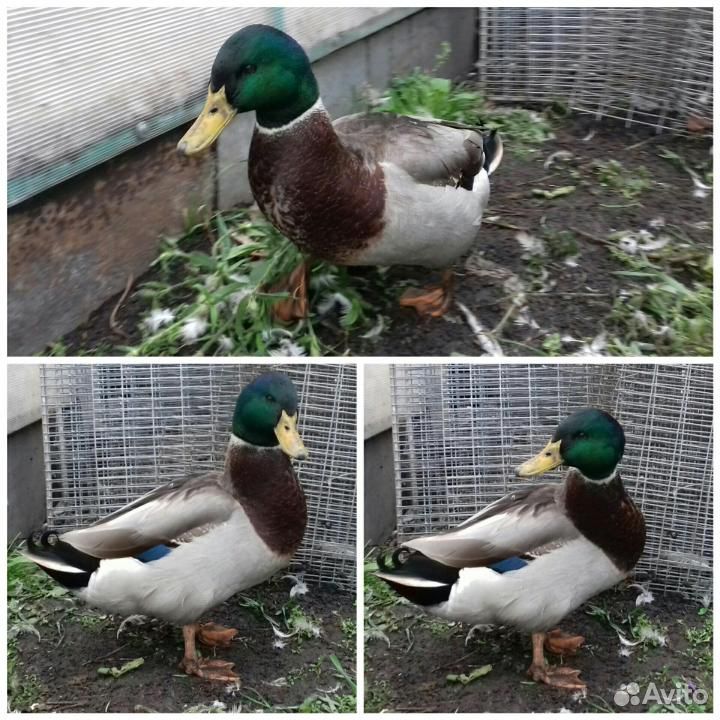 Селезень подсадной утки Южноуральск/Увельский