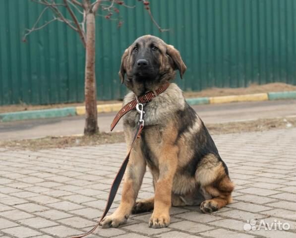 Красавец Килим в добрые руки