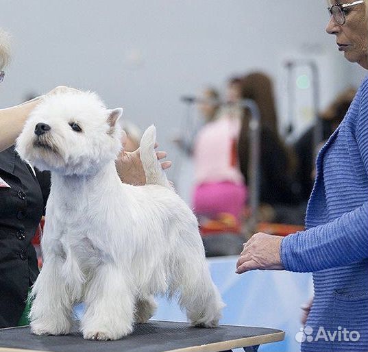Вязка Вест хайленд вайт терьер