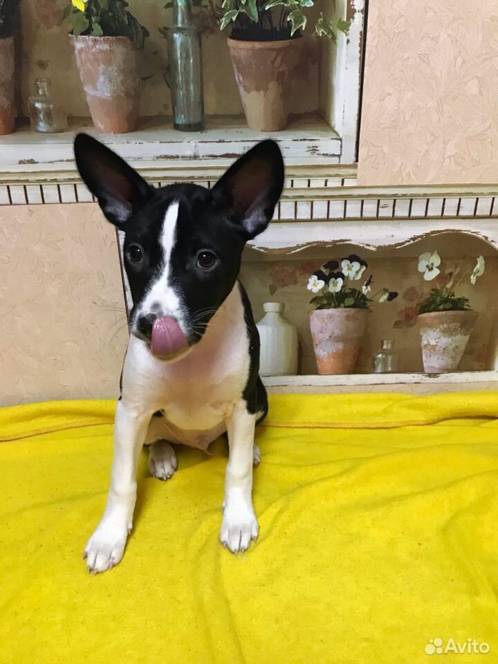 Алиментный щенок басенджи