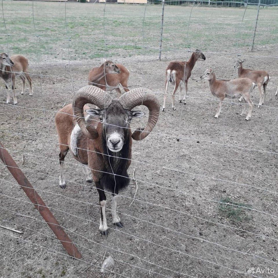 Европейский муфлон