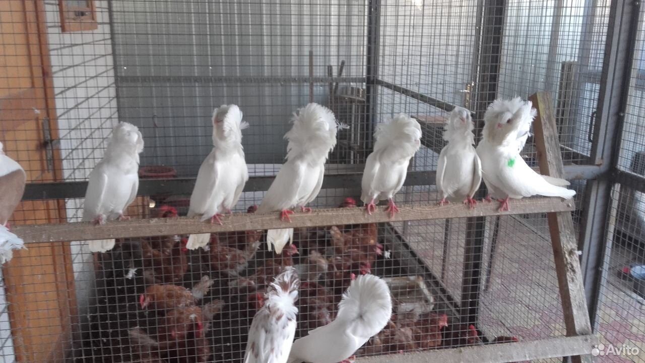 Голуби якобины