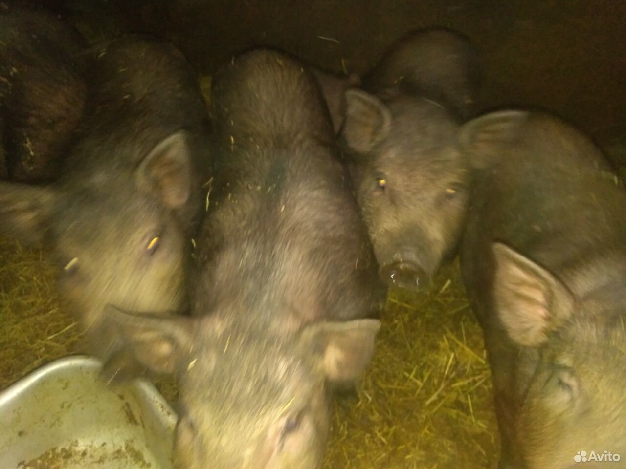 Поросята кармал два месяца