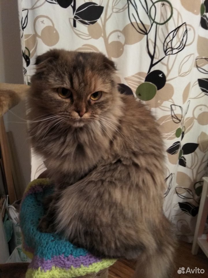 Кошка Шотландская вислоухая