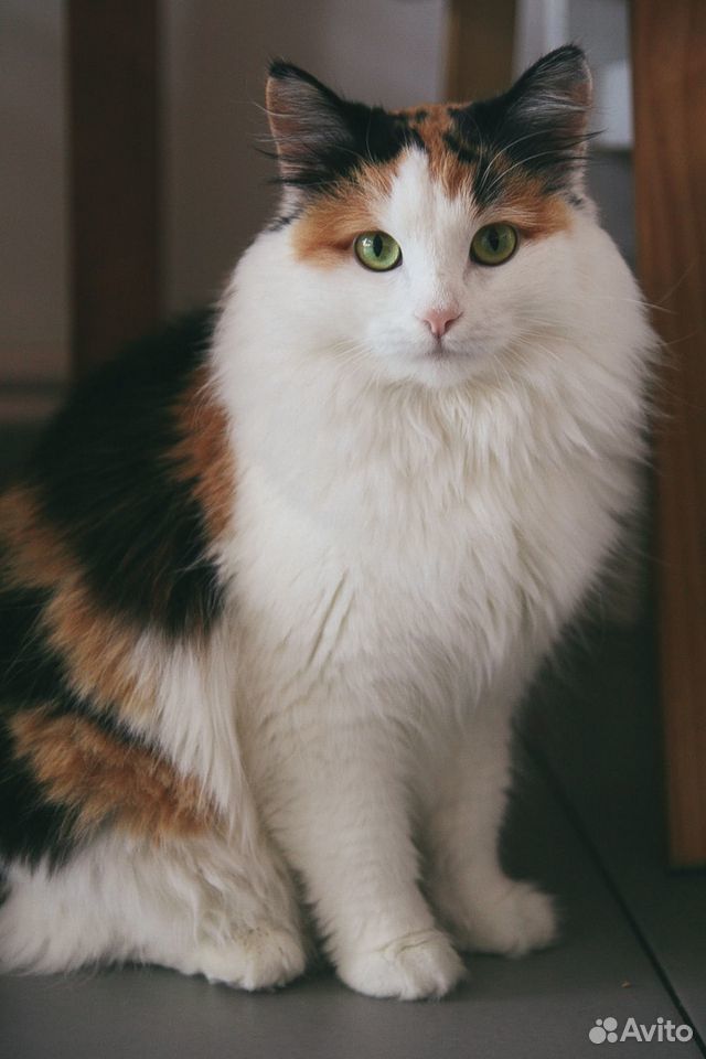 Кошка Сакура ищет дом