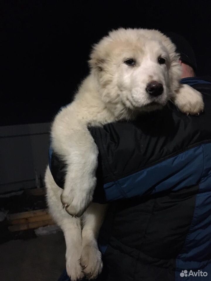 Девочка алабай белого цвета