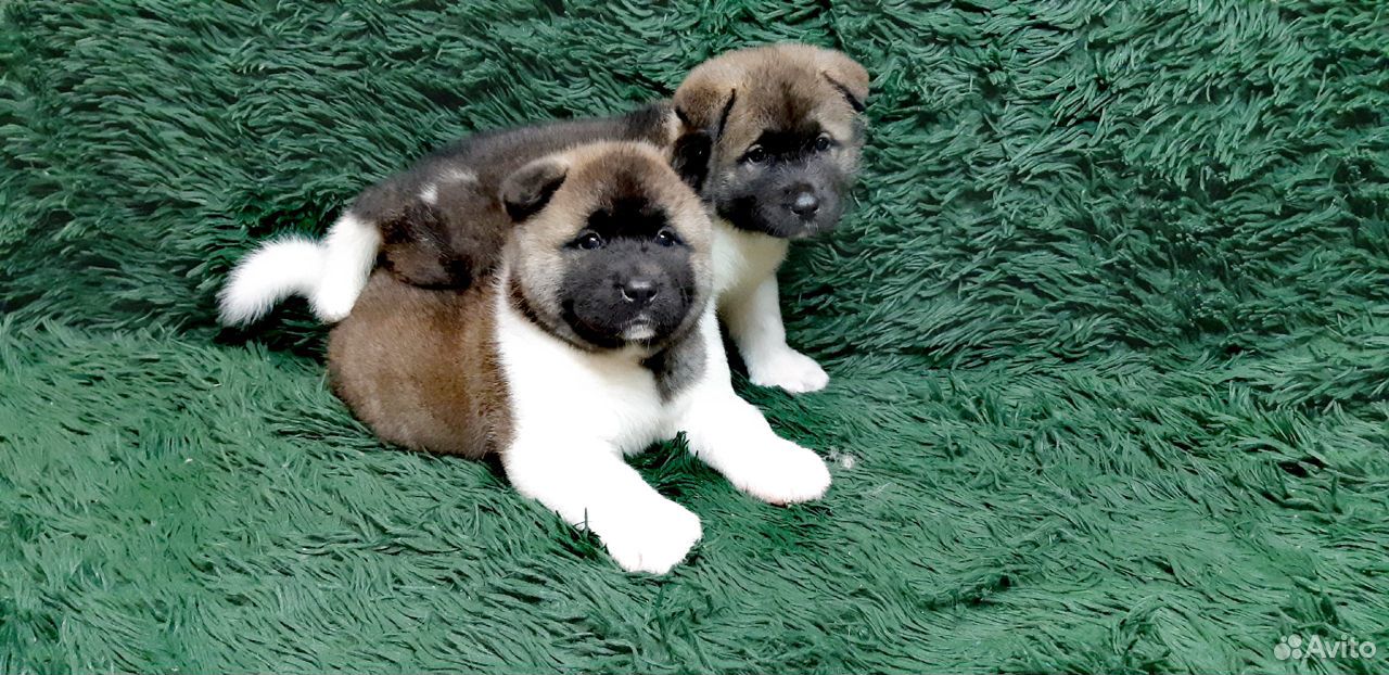 Американочки