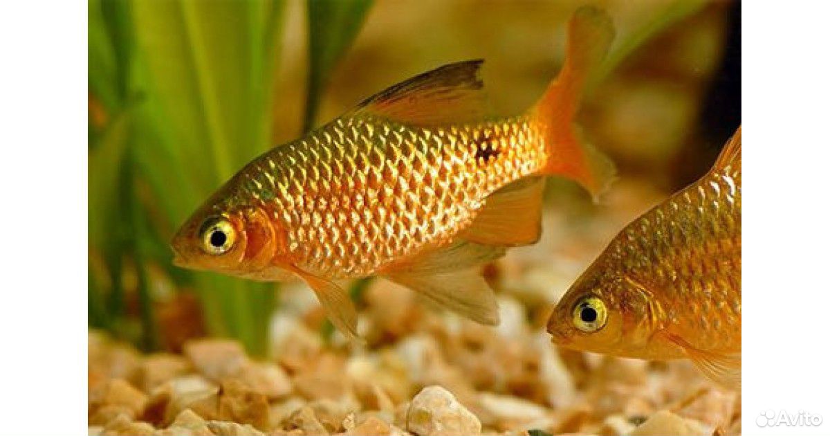 Рыба Огненный барбус