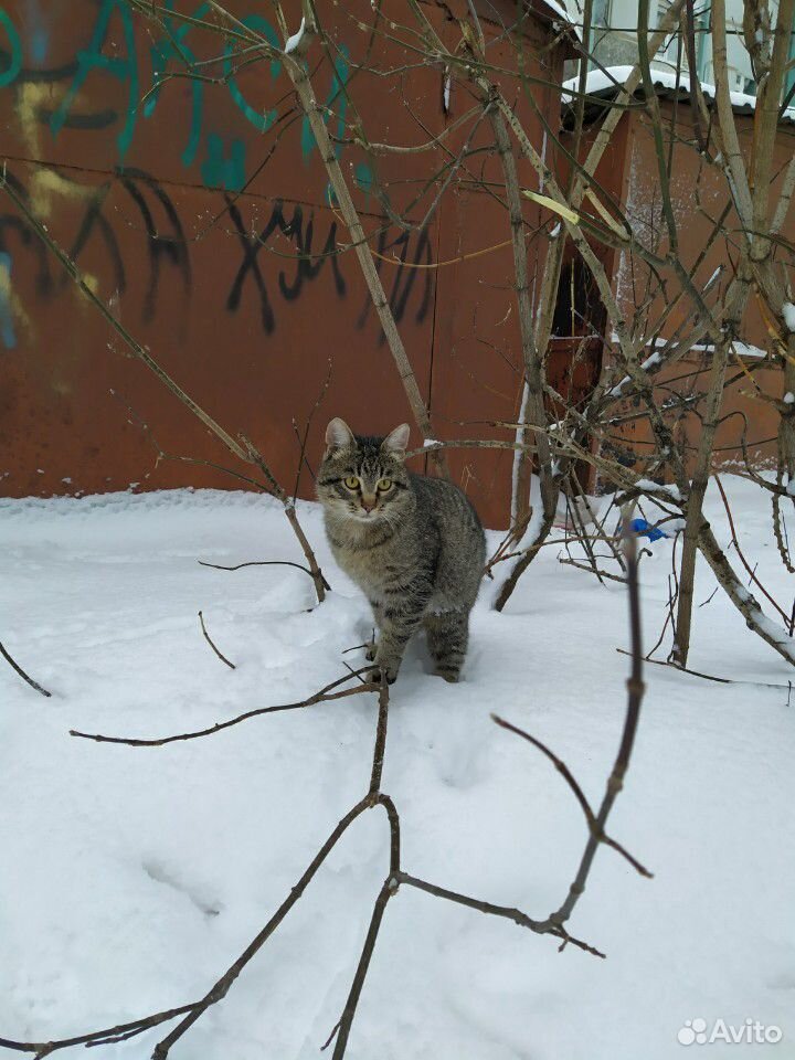Котик ищет друга-хозяина. Отдам в добрые руки