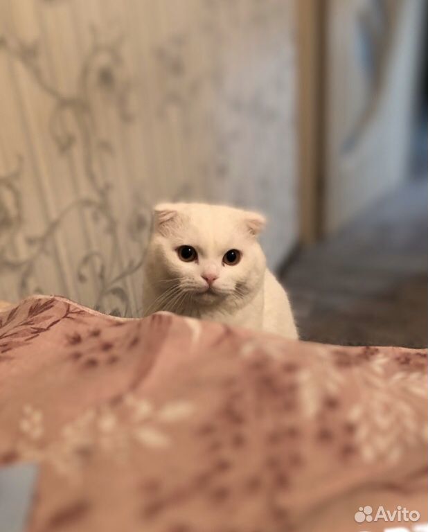 Кот Вислоухий (белый окрас)