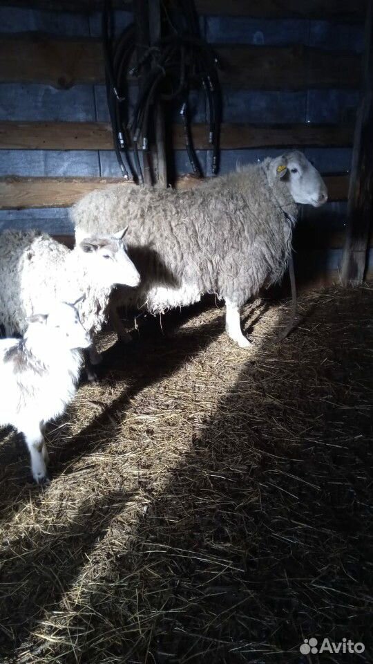 Баран породистый