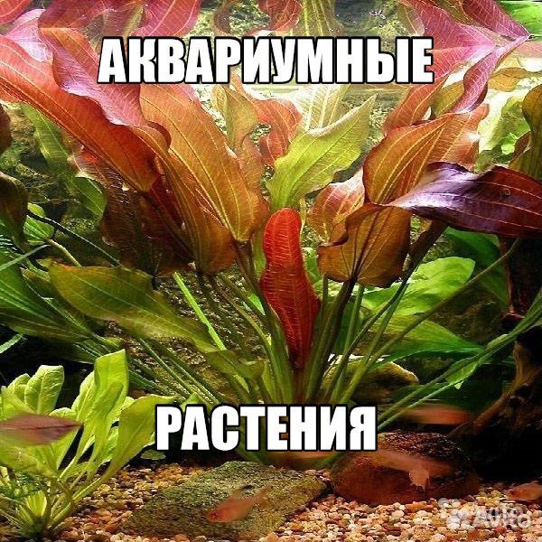 Эхинодорус - аквариумные растения