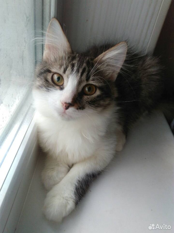 Малипусичка ищет дом