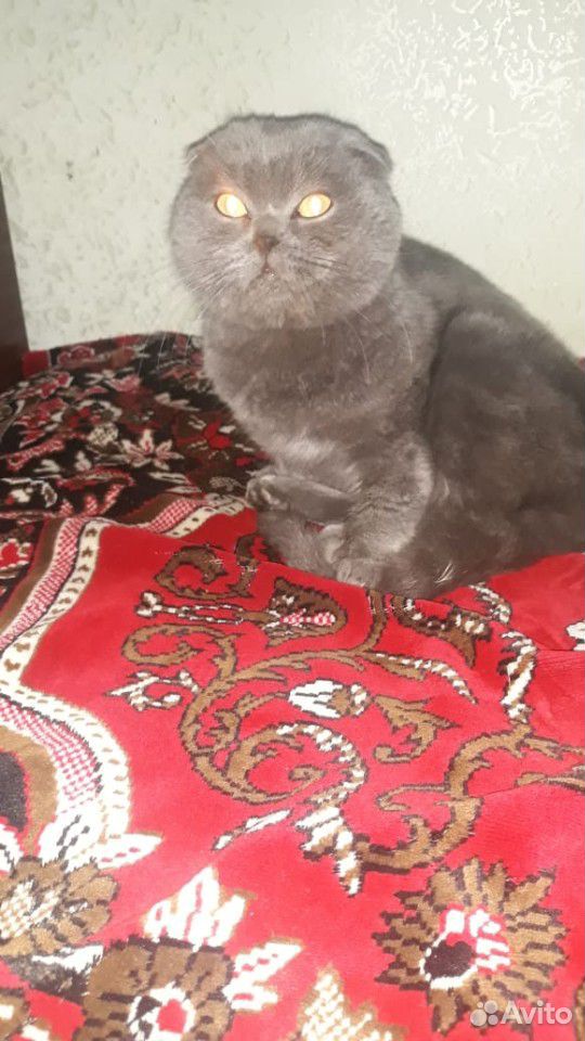 Кот