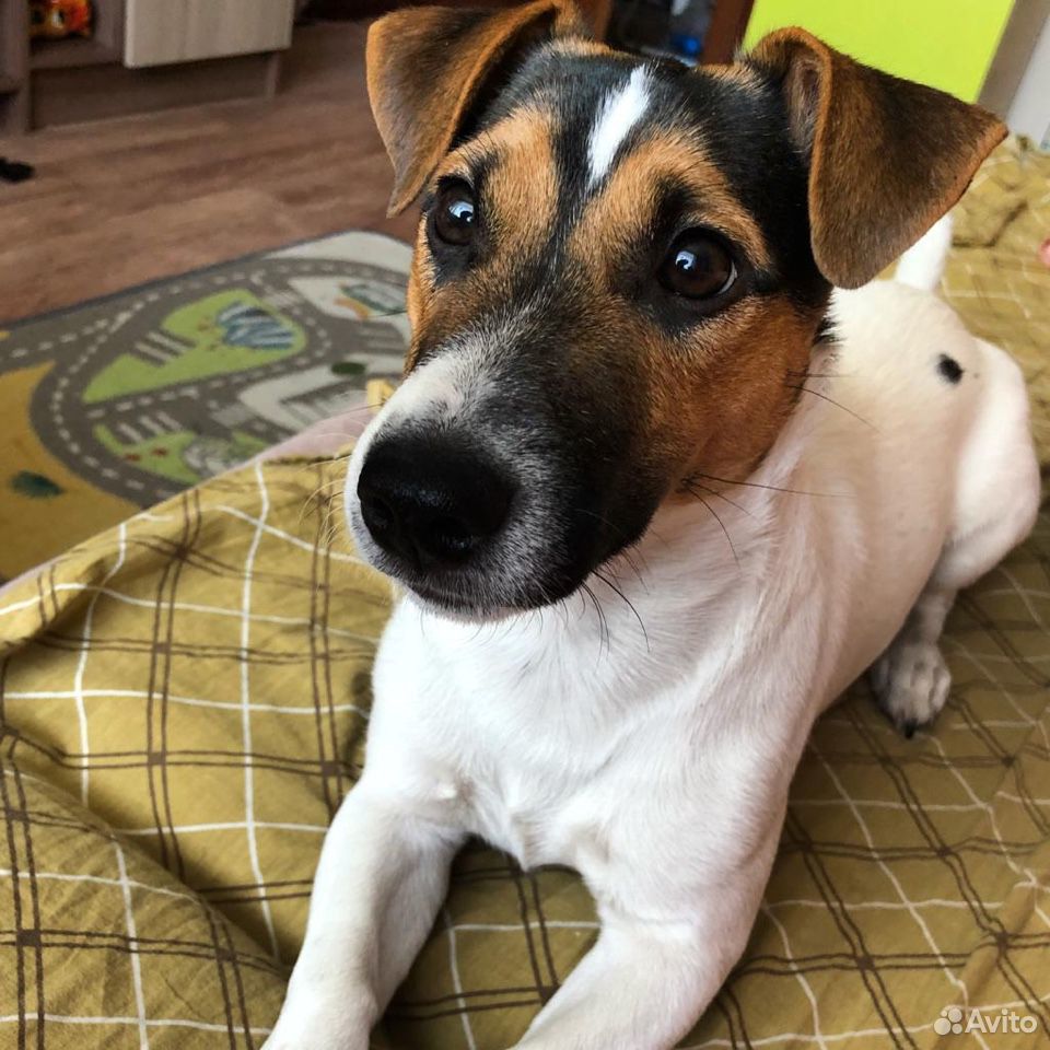 Джек Рассел в активном поиске