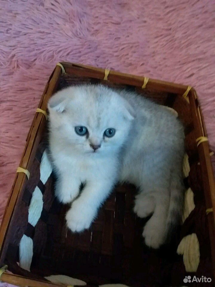 Вислоухоя симпатюля 2 мес