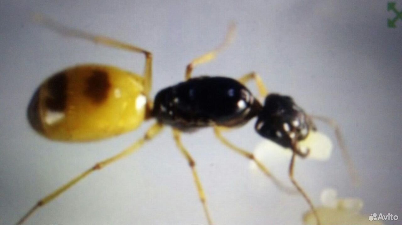 Муравьи Camponotus turkestanus