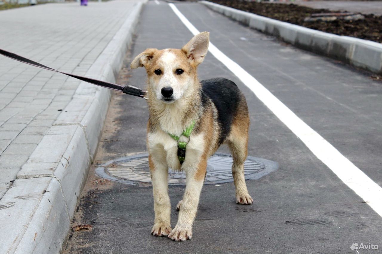 Смелая и красивая малышка-щенок