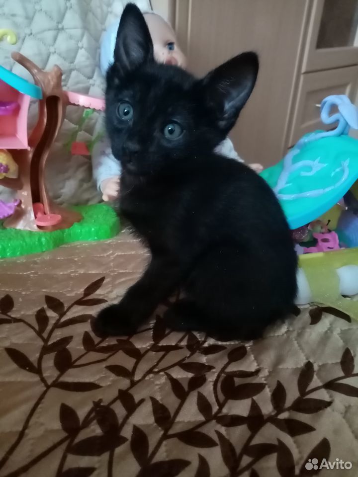 Черный малыш-бобтейл