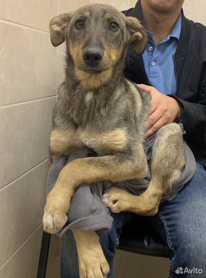 Щенок в добрые руки крупный