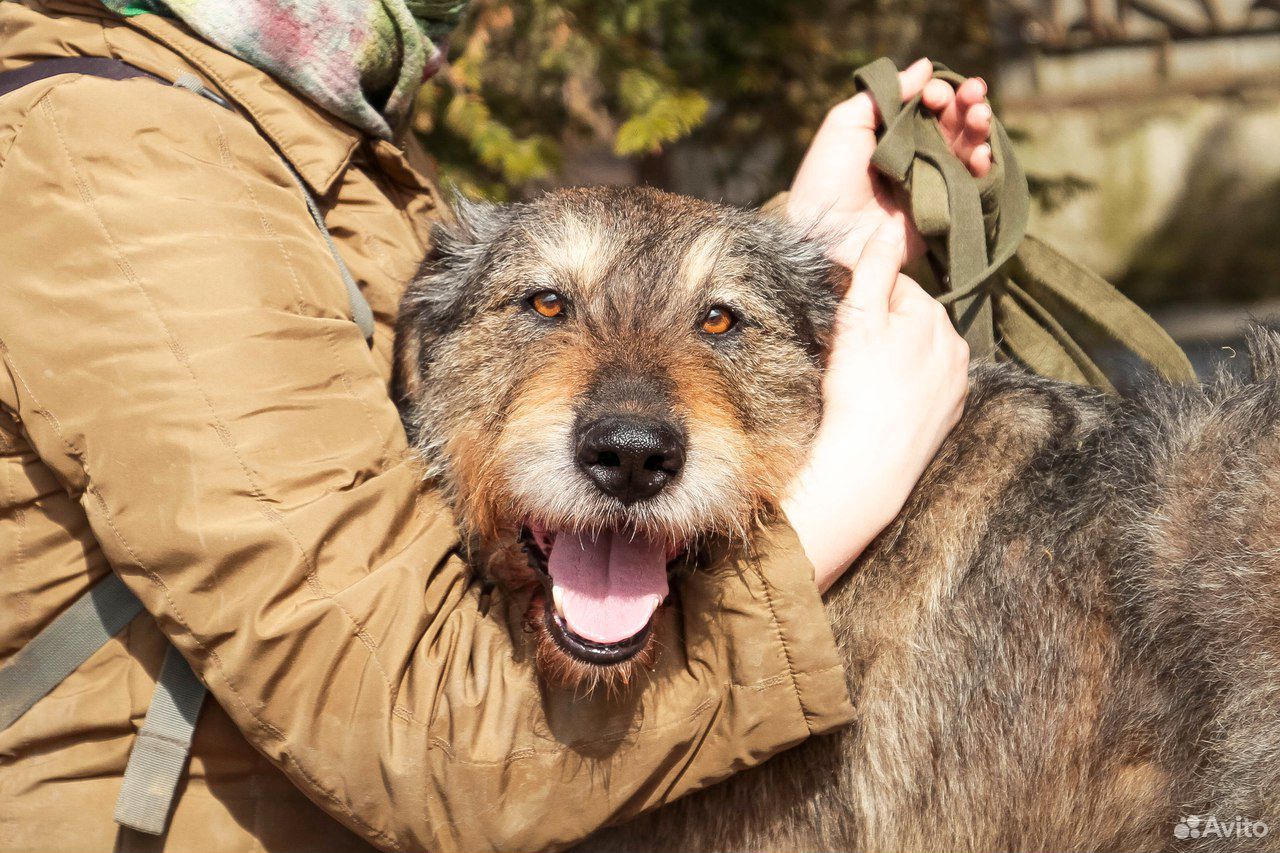 Чингиз в поисках дома