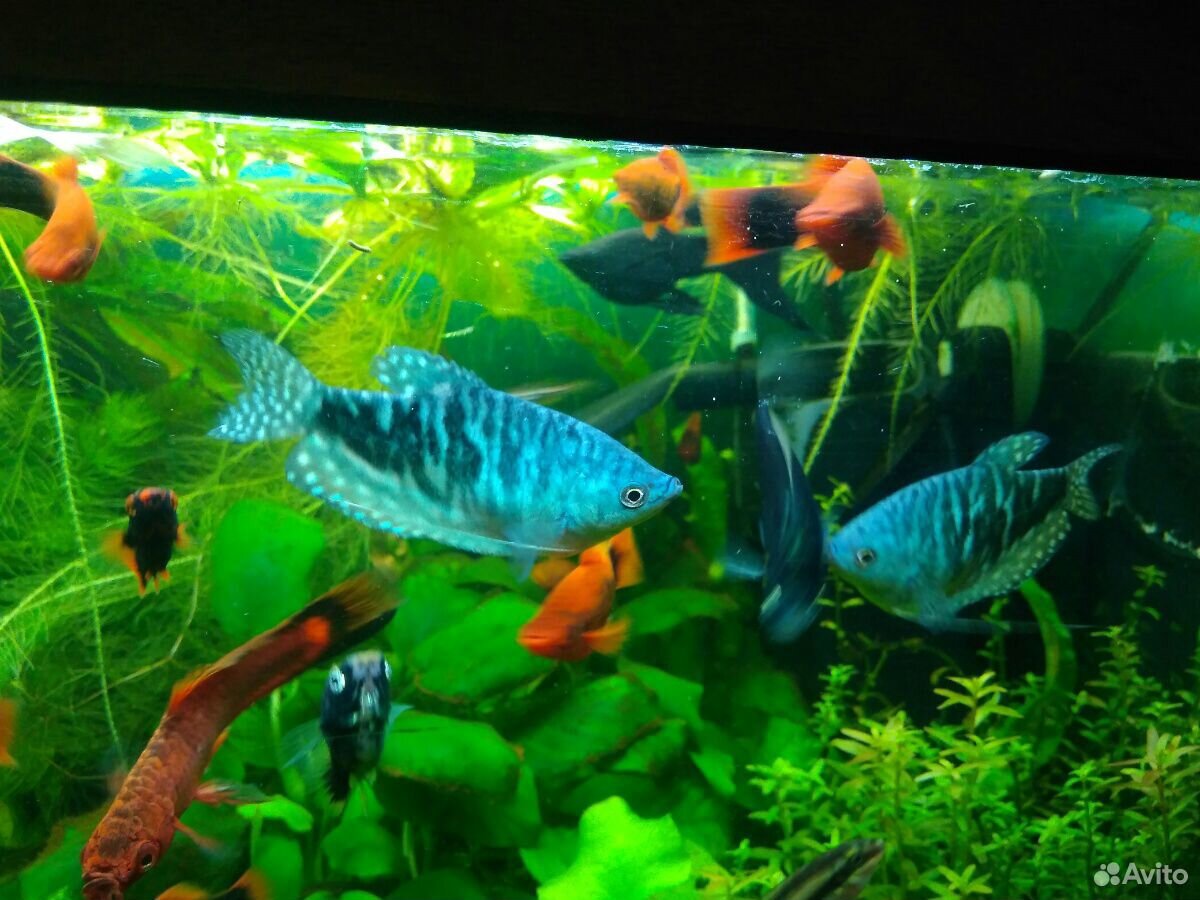 Гурами обмен