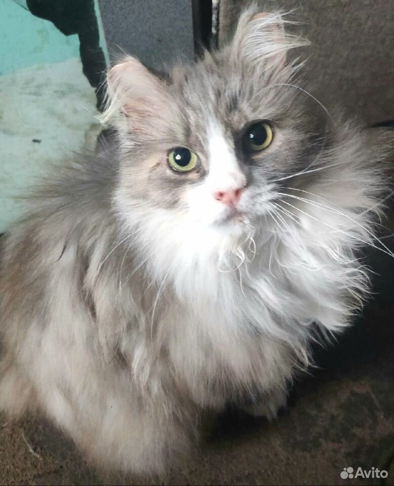 Нежная кошечка Кьяра